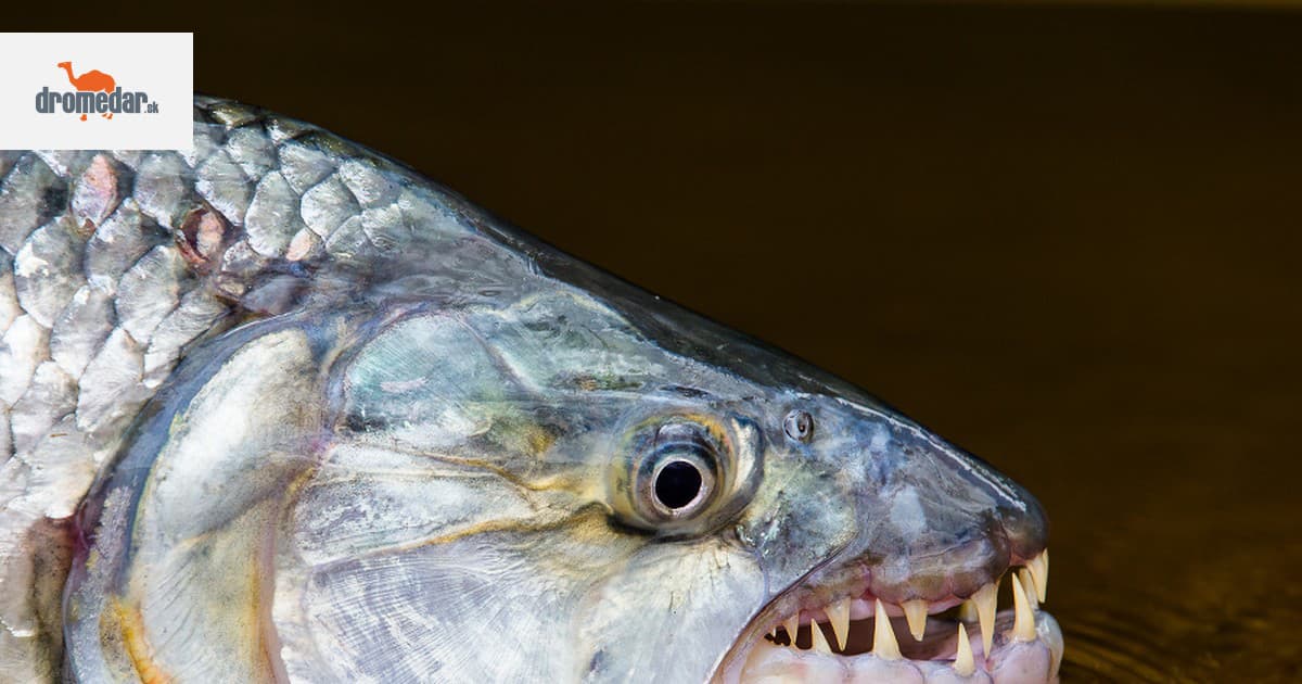 Bojnická zoo chová jednu z najnebezpečnejších rýb sveta: Trúfa si aj na ...