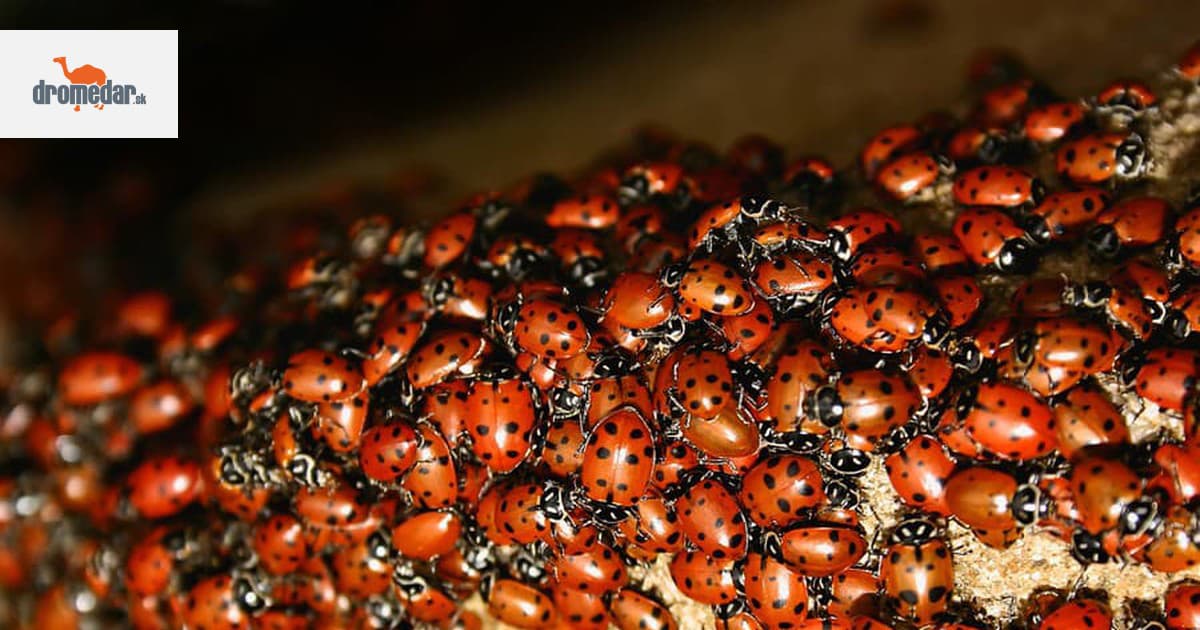 Roztomilý agresor: Takmer na celom Slovensku žije lienka, ktorá hryzie ...