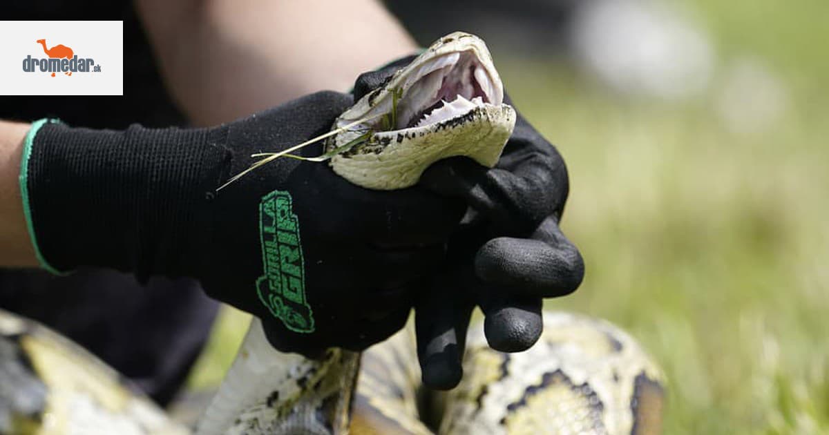 Na Floride ulovili rekordného pytóna: Meria 5,5 metra a váži takmer ...