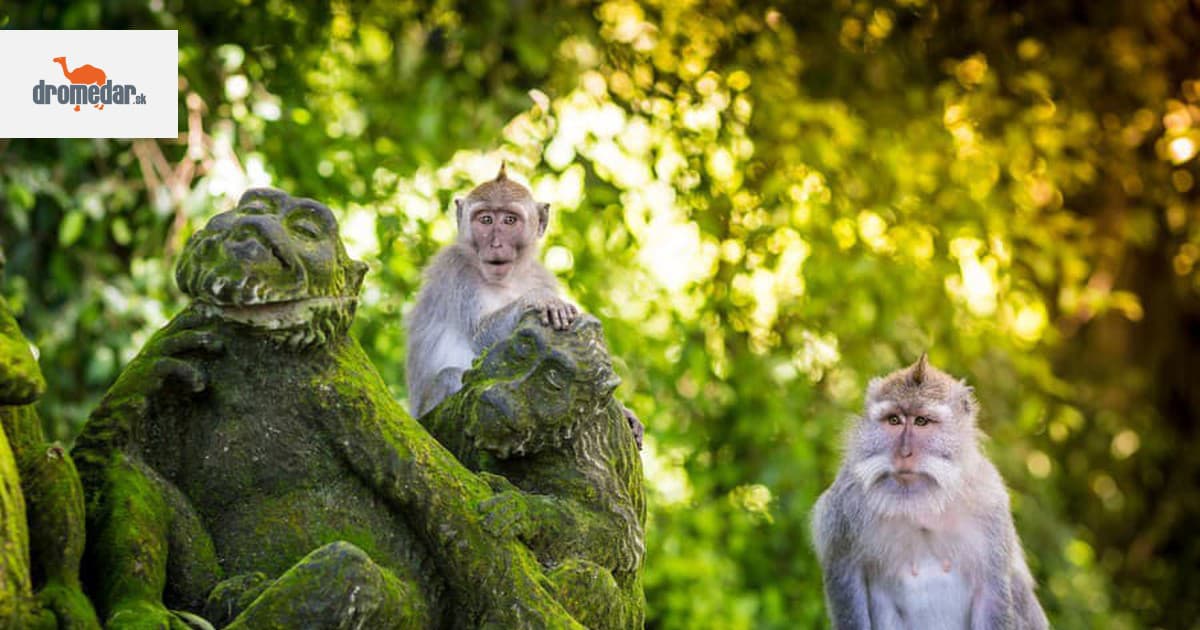 Ostrov Jáva sa rozhodne oplatí navštíviť - galéria | Dromedár.sk