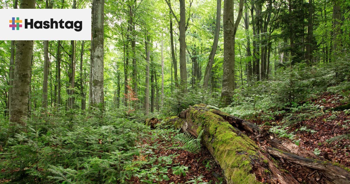 Najkrajšie lesy a pralesy Slovenska: Neuveríš, ale jeden patrí aj ...