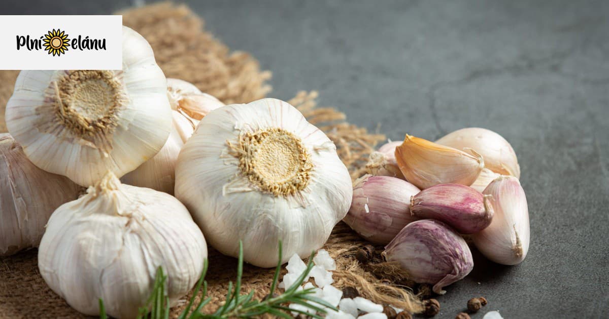 Cesnak: Pomáha pri prevencii a posilnení imunity - Plnielanu.sk