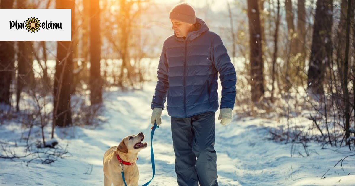 Ako si užiť prechádzky so PSOM v zime? Na čo dať pozor - Plnielanu.sk