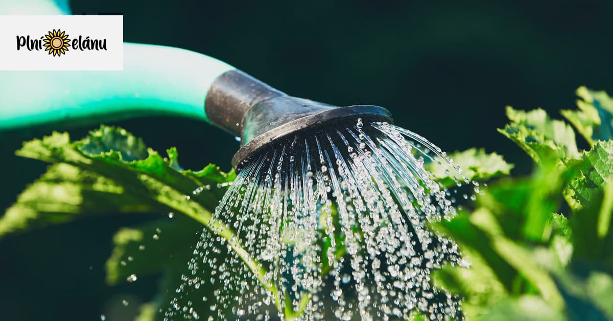 Aký je najlepší čas na POLIEVANIE rastlín? Jedine v tomto prípade sa ...