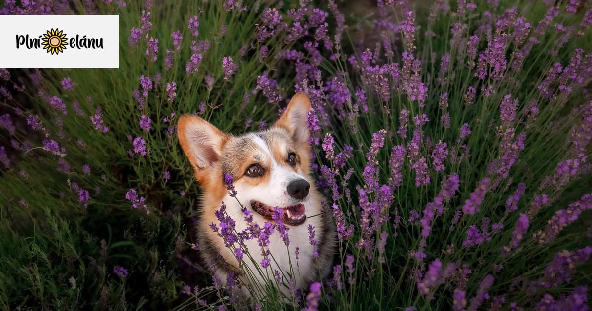 Je LEVANDUĽA pre psy a mačky toxická? Nepodceňte RIZIKÁ – takto im ...