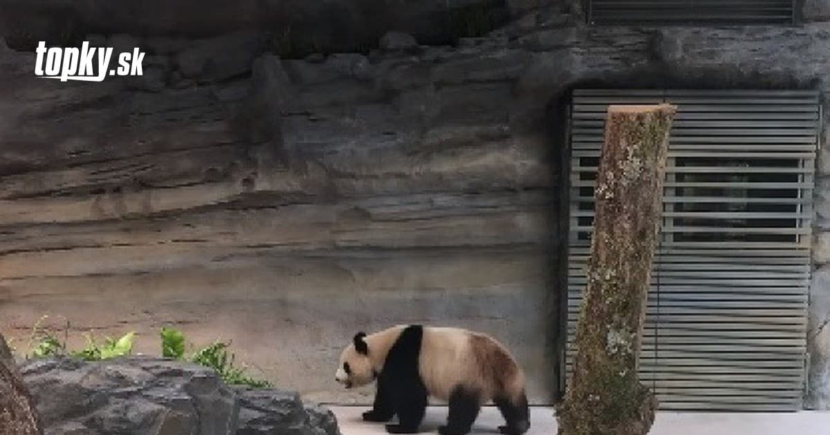VIDEO Prefíkaná panda bavila ľudí, odborníci si lámali hlavu: Berlínska ...