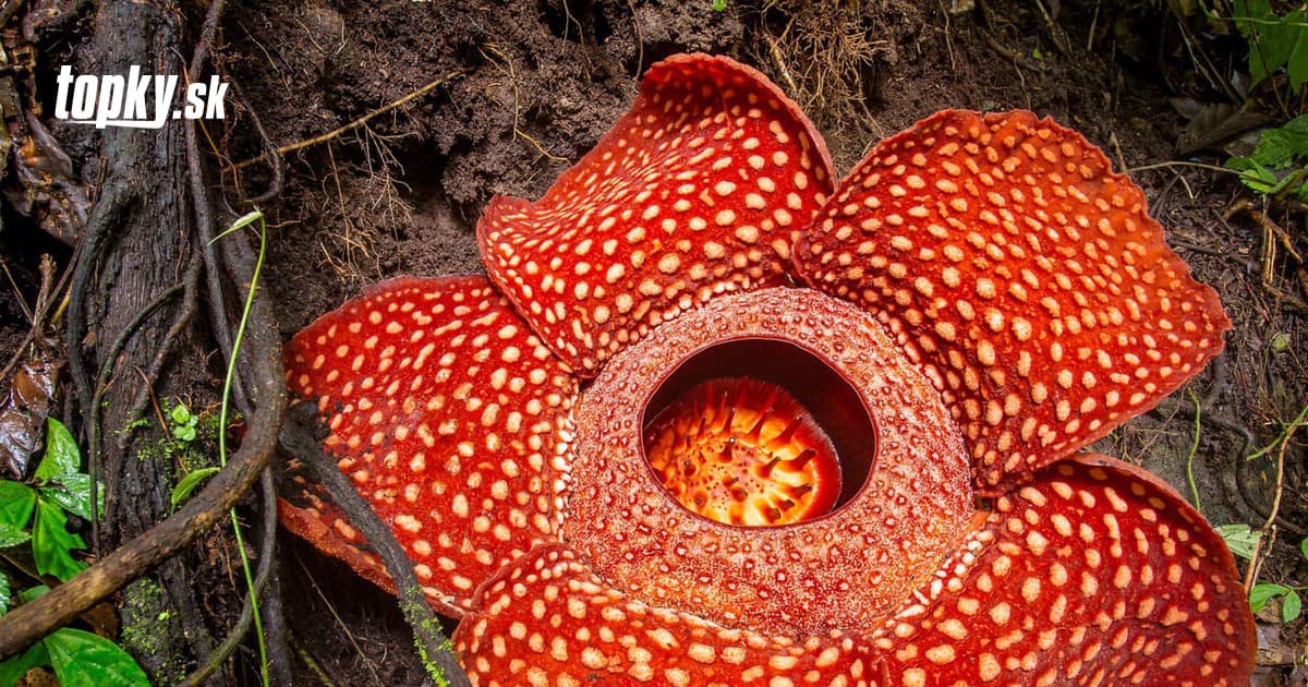 V Indonézii rozkvitla vzácna rastlina: Smrdí po hnijúcom mäse a má ...