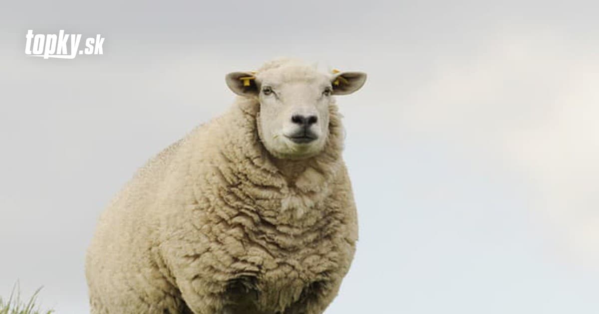 Príbeh, ktorý drása srdce: Najosamelejšia ovca žije už dva roky na ...