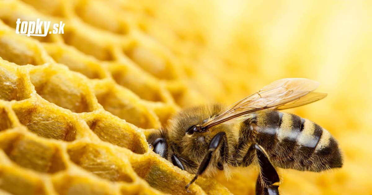 Zaujímavý objav: Je včela jediným živočíchom, ktorý dokáže produkovať med?