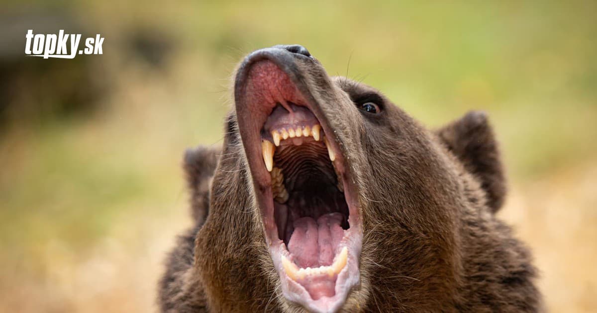 Útok medveďa na východe Slovenska? Obec vydala varovanie! Všetko je ...