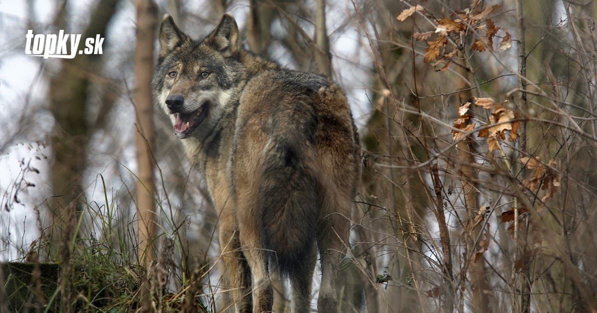 Pytliak ulovil chráneného vlka dravého pod Tatrami: Teraz po ňom pátra ...