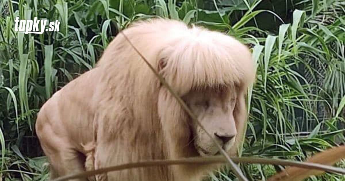 FOTO Lev z čínskej zoo sa stal hviezdou na internete: Toto je dôvod ...