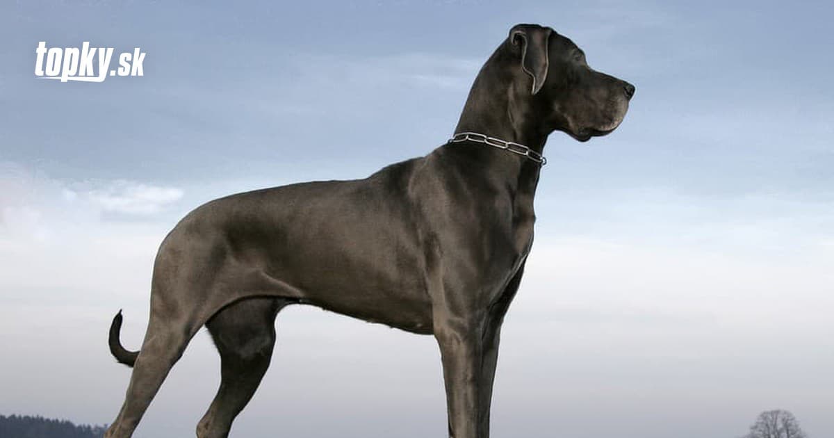 Chystáte sa zaobstarať si psa? Pozrite sa, aké plemená sa hodia k ...