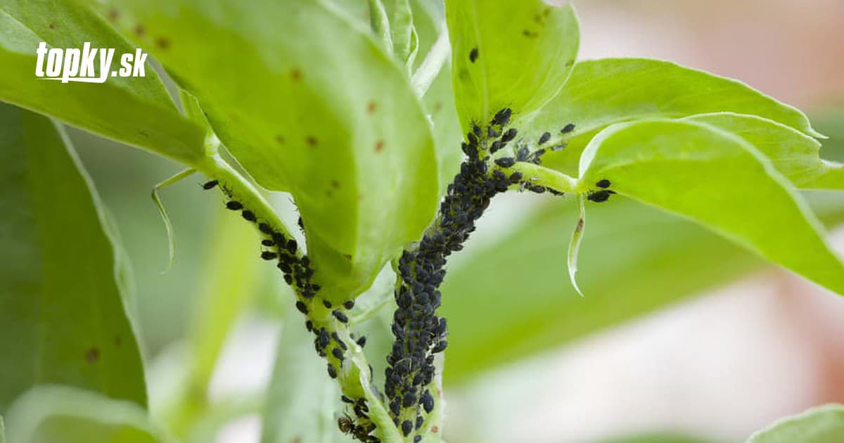 Zelenina a ovocie v záhradách pomaly dozrievajú: Chrobáky si však na ...
