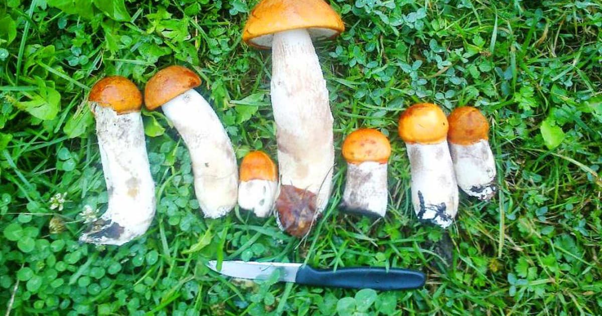 Hubári, pozor! Tento rok sa hubami otrávilo vyše sto ľudí | Regióny ...