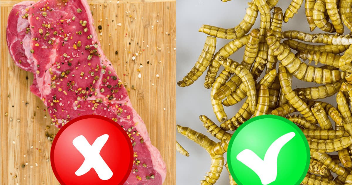 ŠOKUJÚCE rozhodnutie: KONIEC hovädzieho MÄSA! Namiesto toho CHLIEB či ...